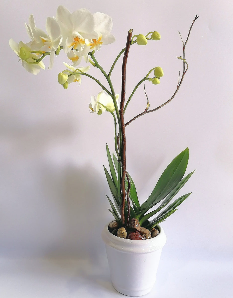 Mini orquídea de una vara – Floristería Nic & Eros